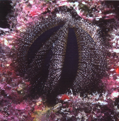 Tuxedo Urchin (Mespilia globulus)