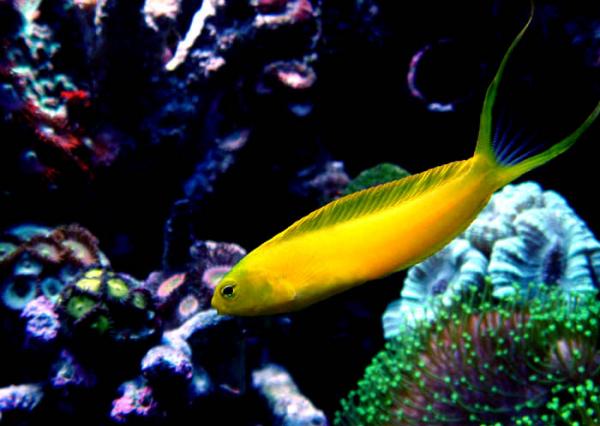 Canary Blenny: Yellow; Fiji - Meiacanthus ovalaunensis