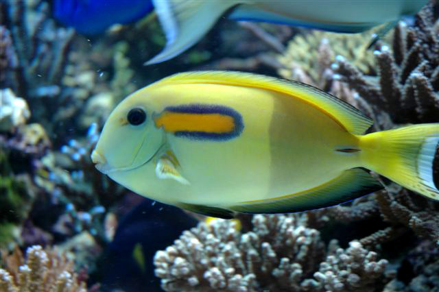 Orange Shoulder Tang - Acanthurus olivaceus