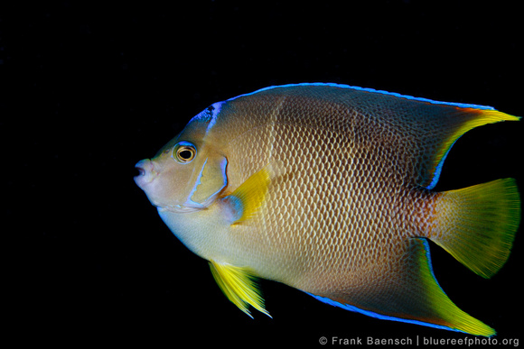 Blue Angel; Atl. - Holacanthus bermudensis