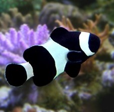 Saddle Clown: Black; PNG - Amphiprion polymnus