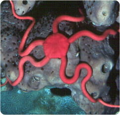 Red Serpent Star fish