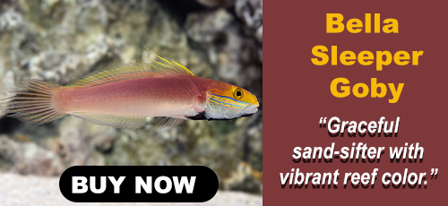 Live Rock n Reef | Saltwater Aquarium Live Rock